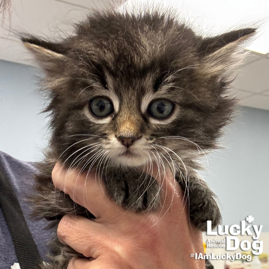 Cats for Adoption in Stafford County, Virginia | Alpha Paw