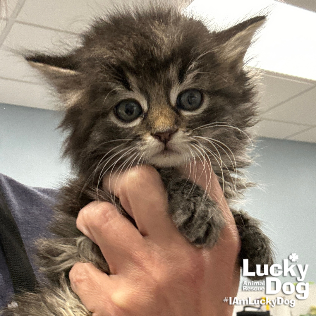 Cats for Adoption in Stafford County, Virginia | Alpha Paw