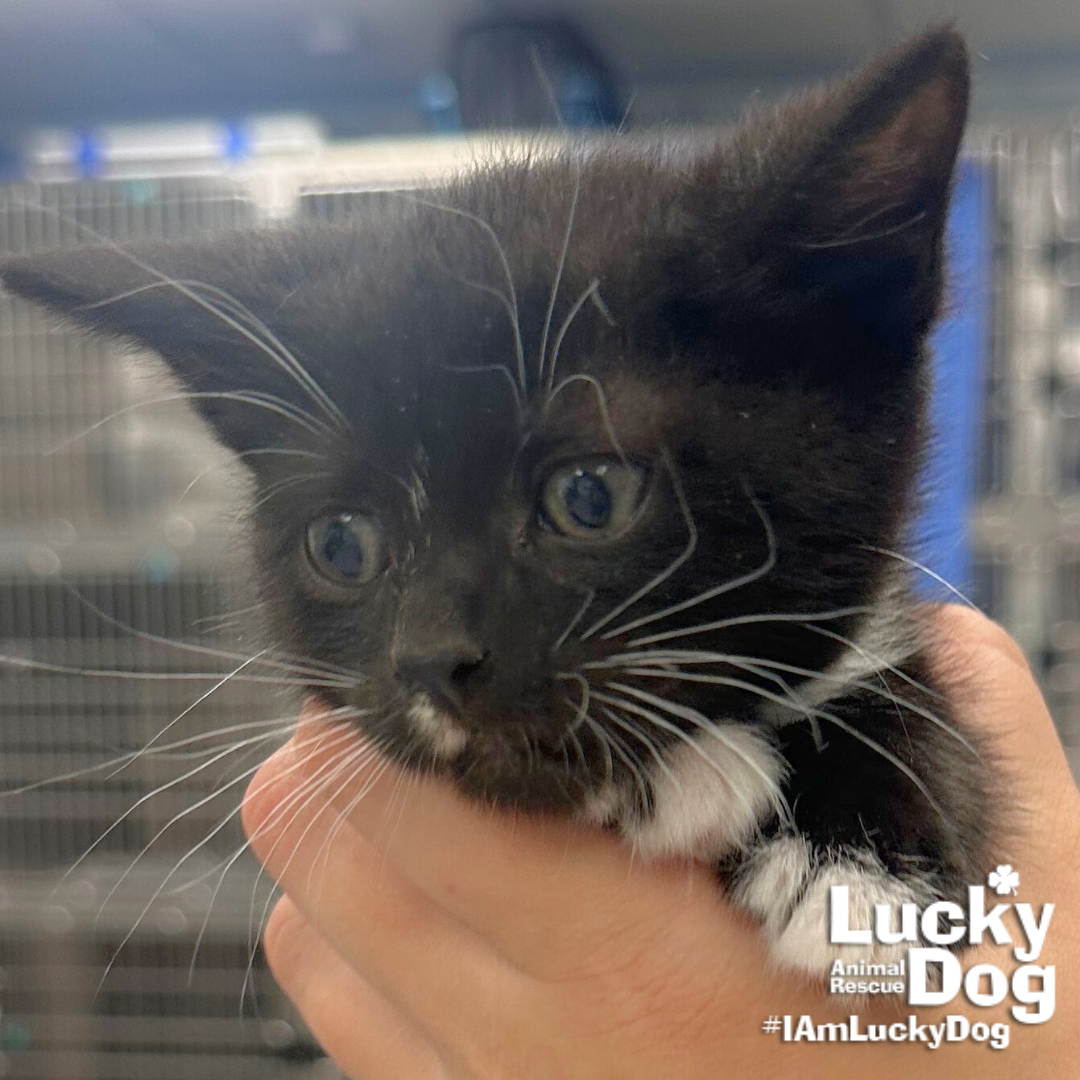 Cats for Adoption in Stafford County, Virginia | Alpha Paw