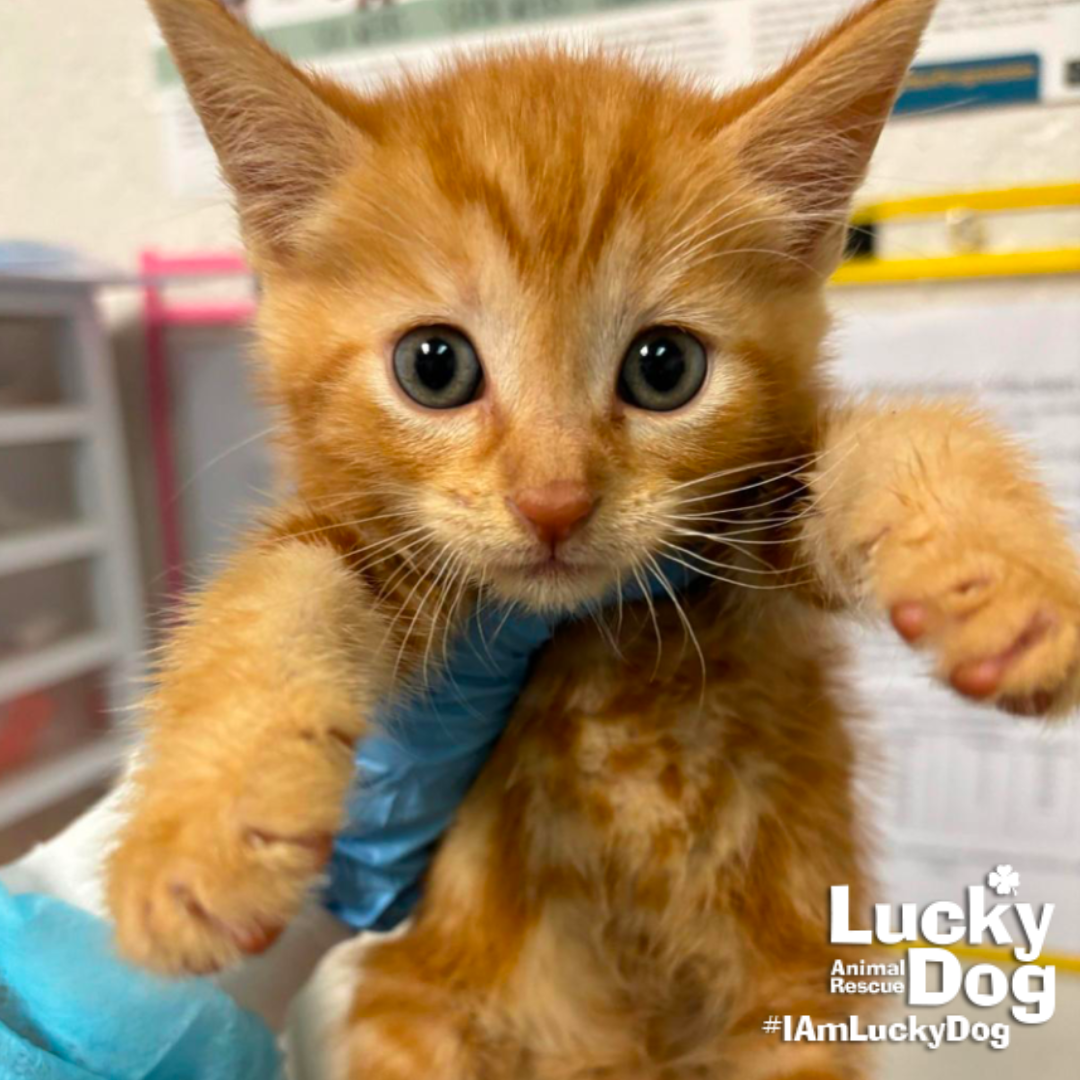 Cats for Adoption in White Marsh, Maryland | Alpha Paw