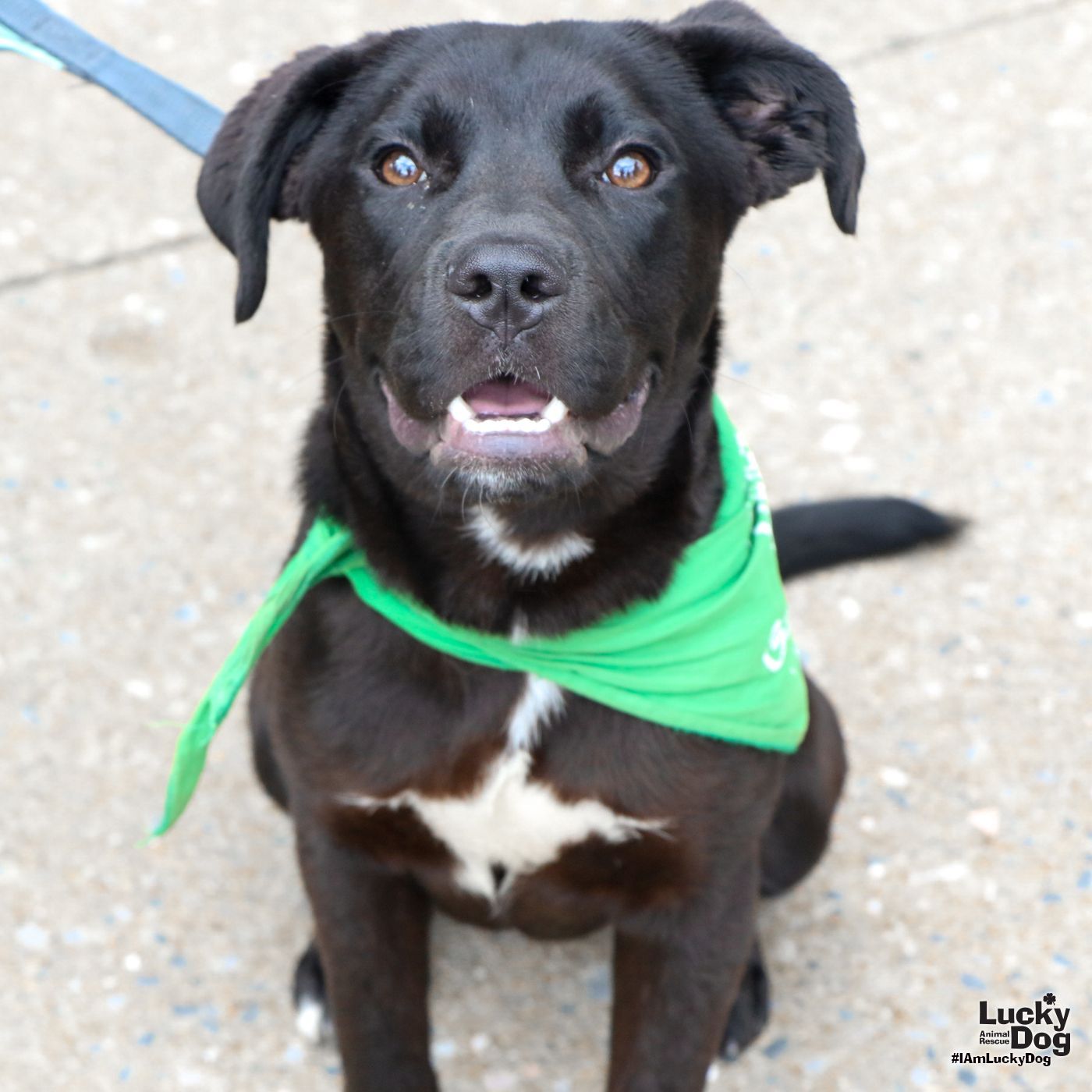 Dog for Adoption - Scarlette, a Labrador Retriever in Reisterstown, MD ...
