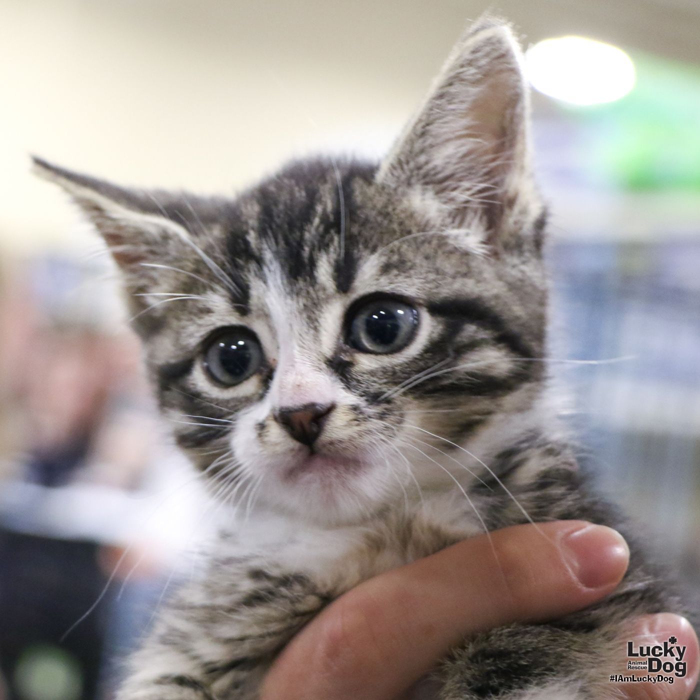 Cat adoption in Washington DC 20002: Domestic Short Hair (short coat ...