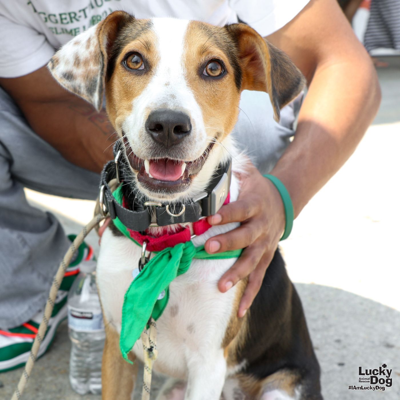 Adopt | Lucky Dog Animal Rescue