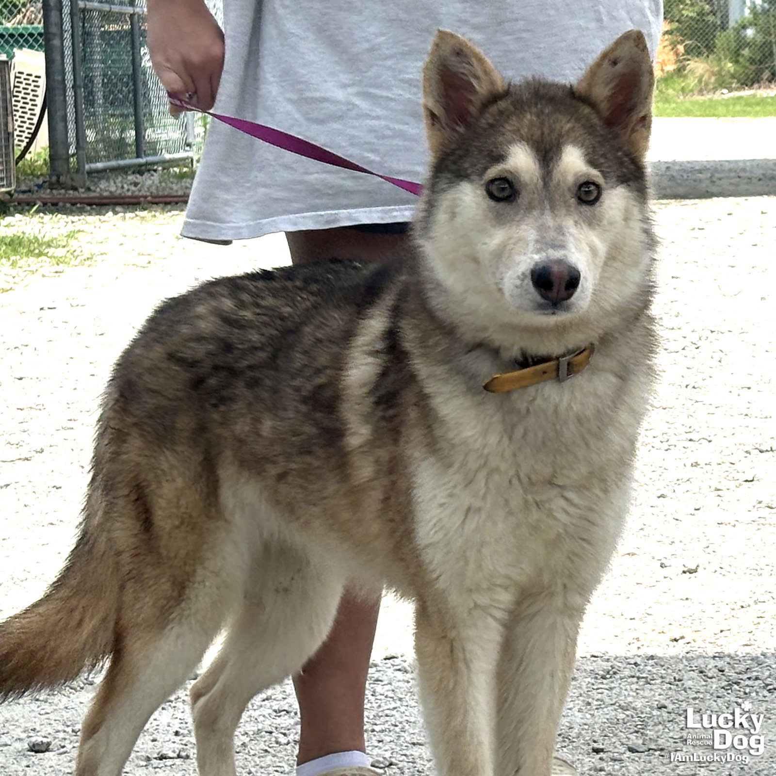 Dog for Adoption - Alaska, a Husky in Greater Upper Marlboro, MD ...