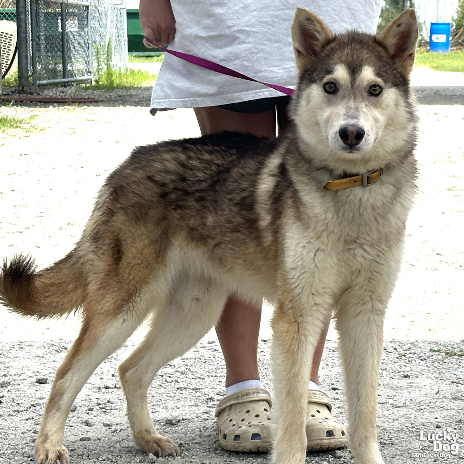 Dog for Adoption - Alaska, a Husky in Greater Upper Marlboro, MD ...