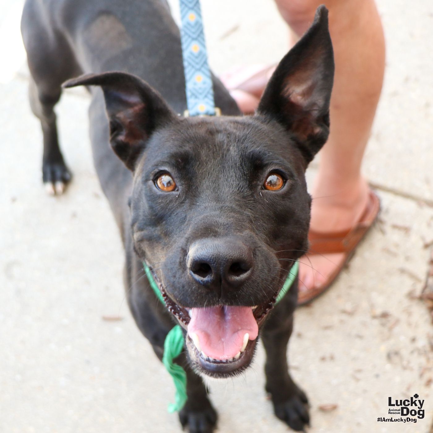 Adopt | Lucky Dog Animal Rescue