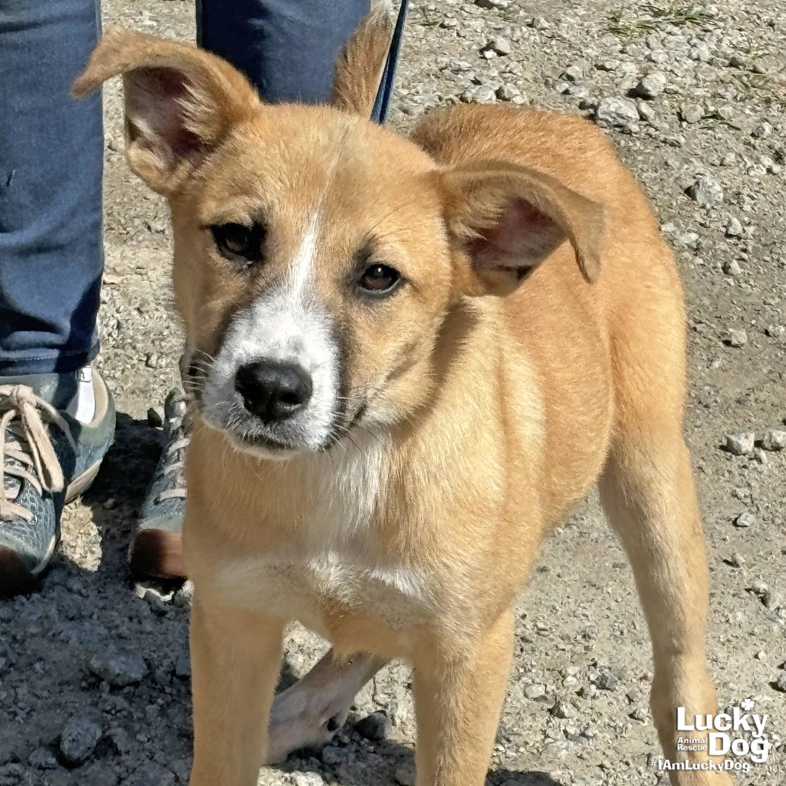 Dog for Adoption - Honey, a Shepherd in Frederick, MD | Alpha Paw