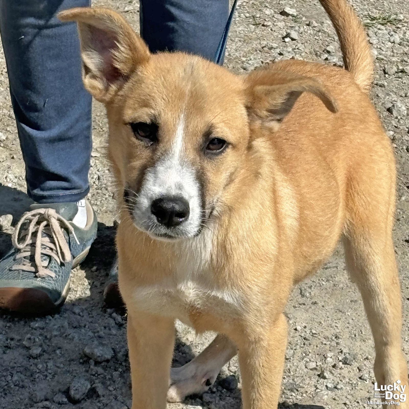 Dog for Adoption - Honey, a Shepherd in Frederick, MD | Alpha Paw