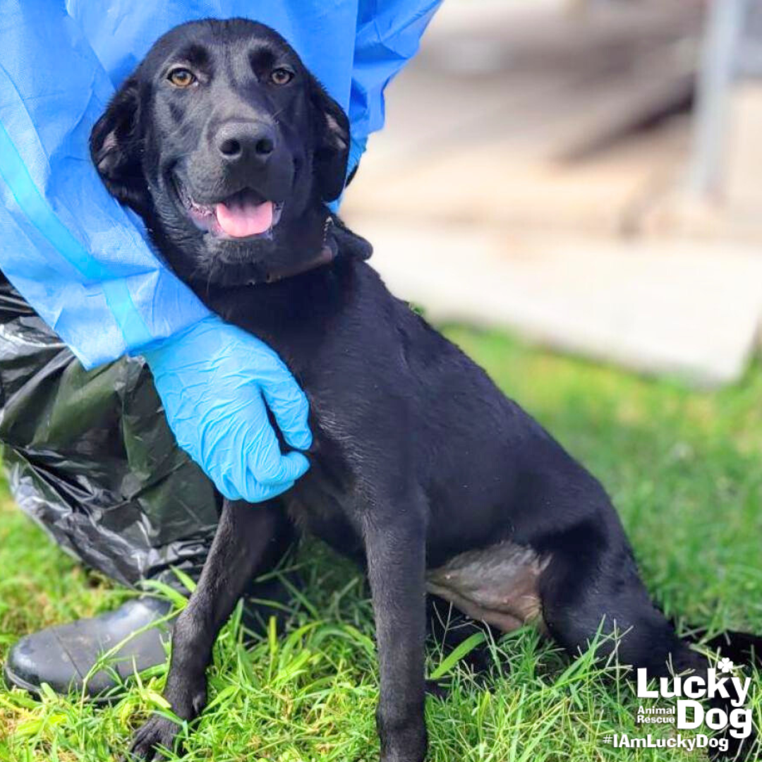Adopt | Lucky Dog Animal Rescue