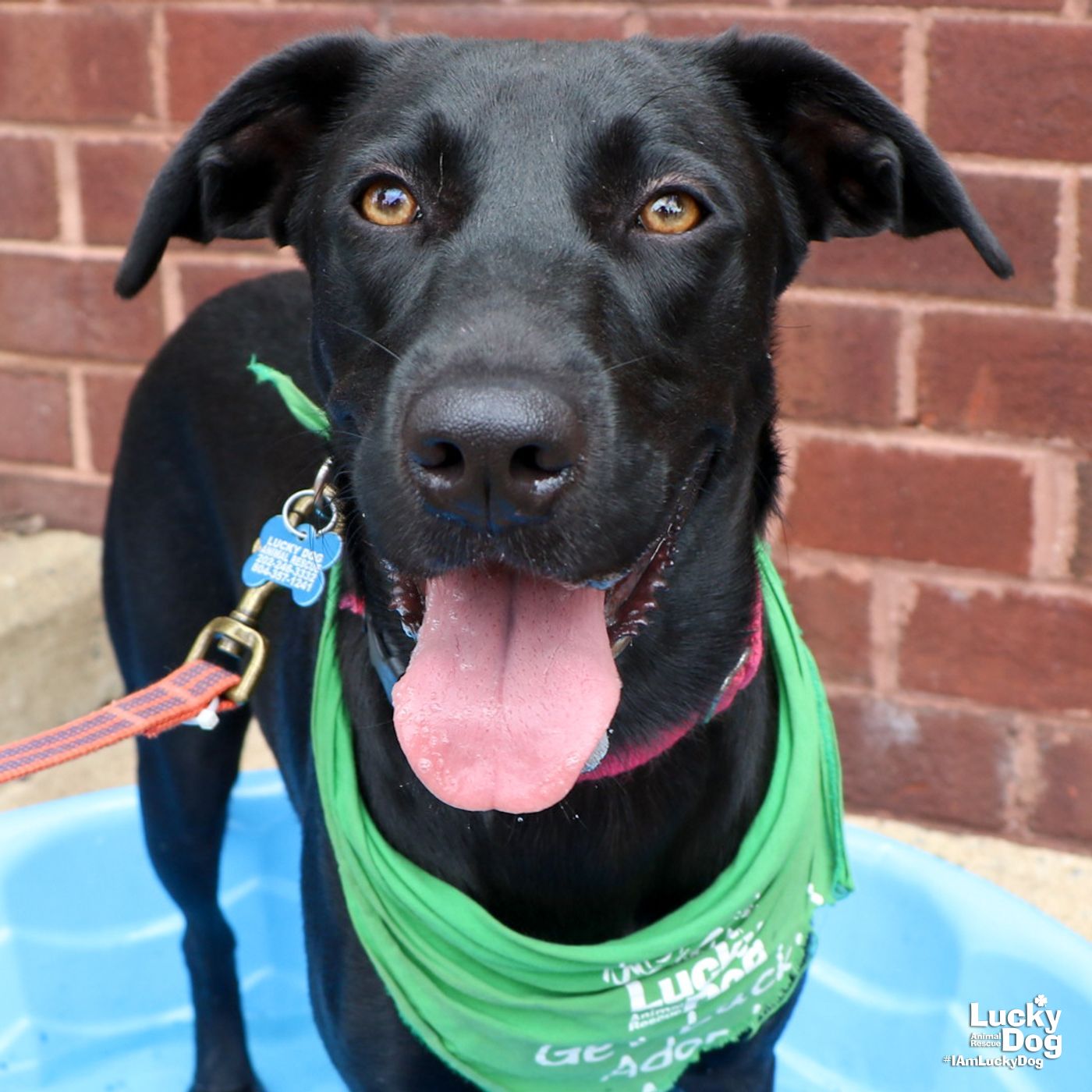 Adopt | Lucky Dog Animal Rescue