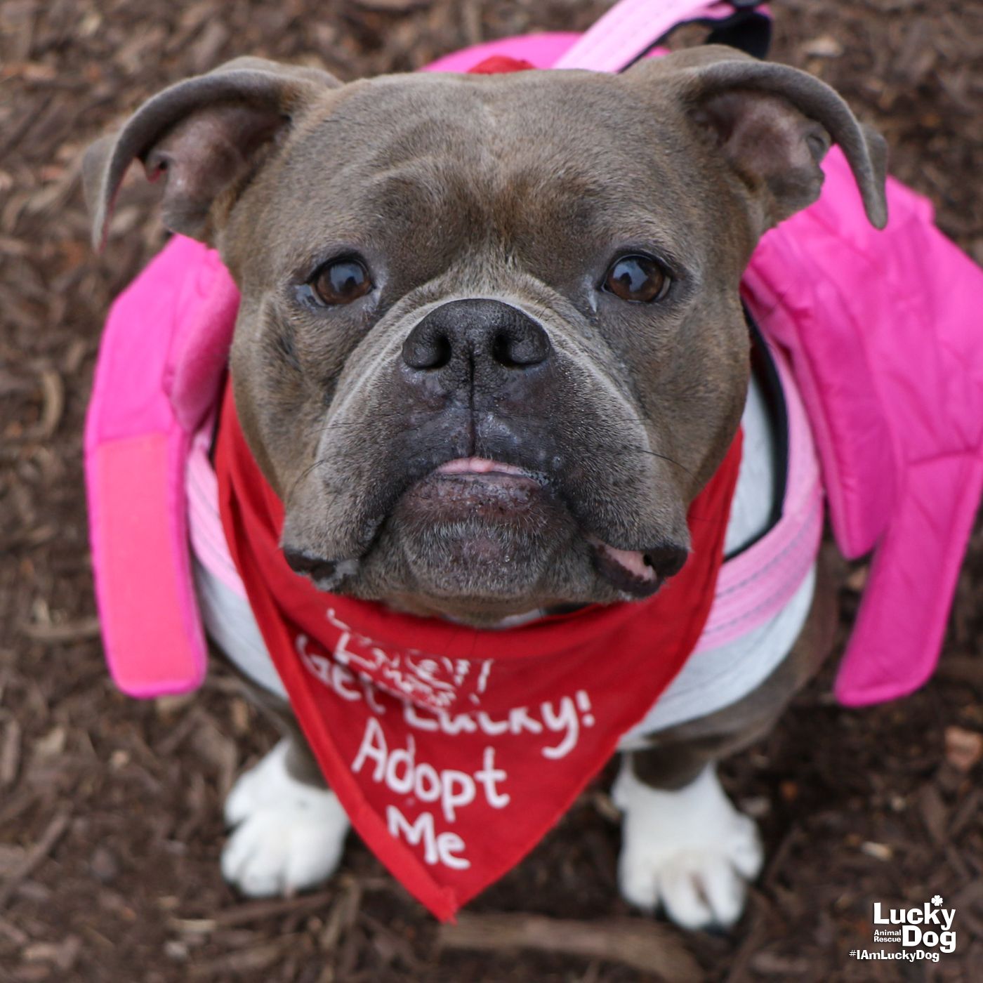 Adopt | Lucky Dog Animal Rescue