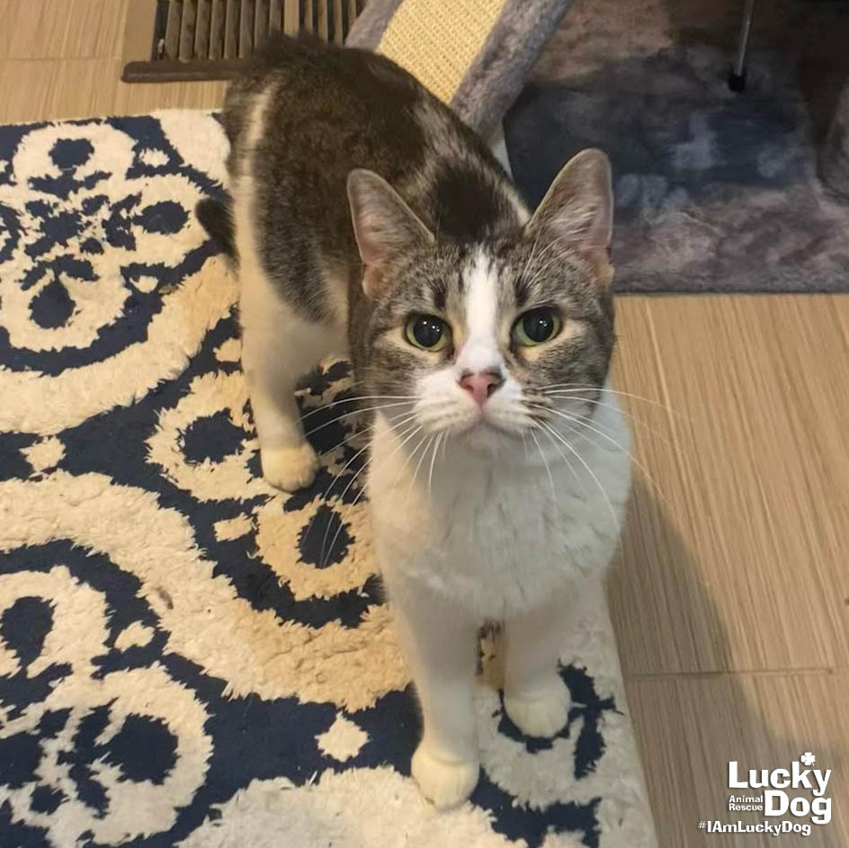 Adopt | Lucky Dog Animal Rescue