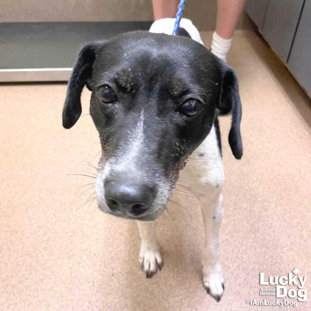 Adopt | Lucky Dog Animal Rescue