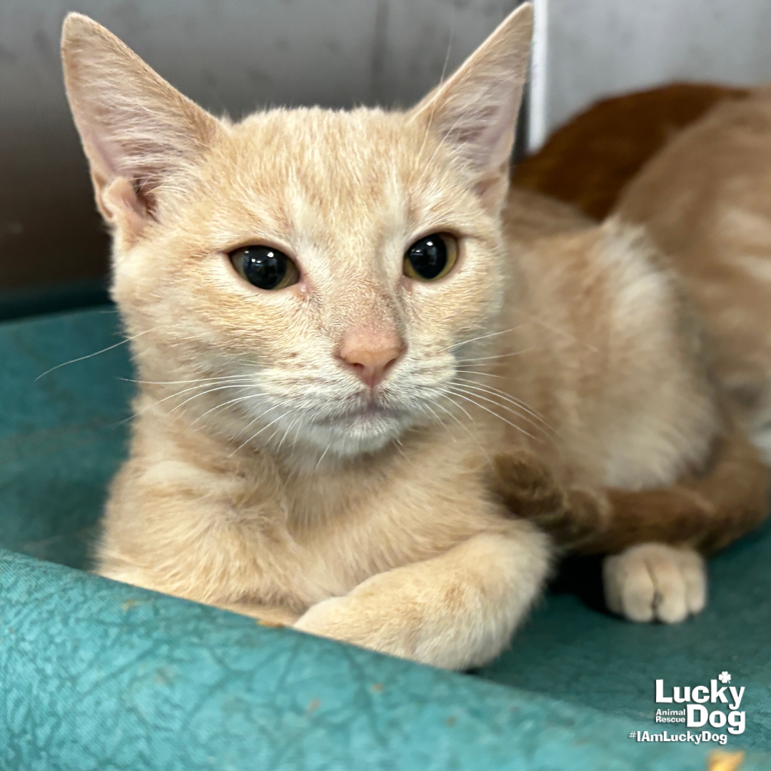 Cat adoption in Washington DC 20002: Domestic Short Hair / Mixed (short ...