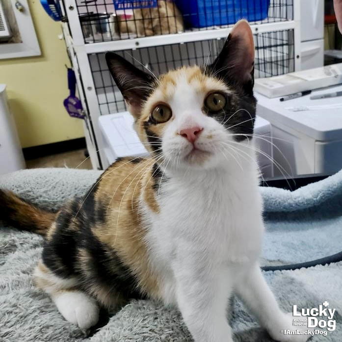 Cats for Adoption in Catonsville, Maryland | Alpha Paw