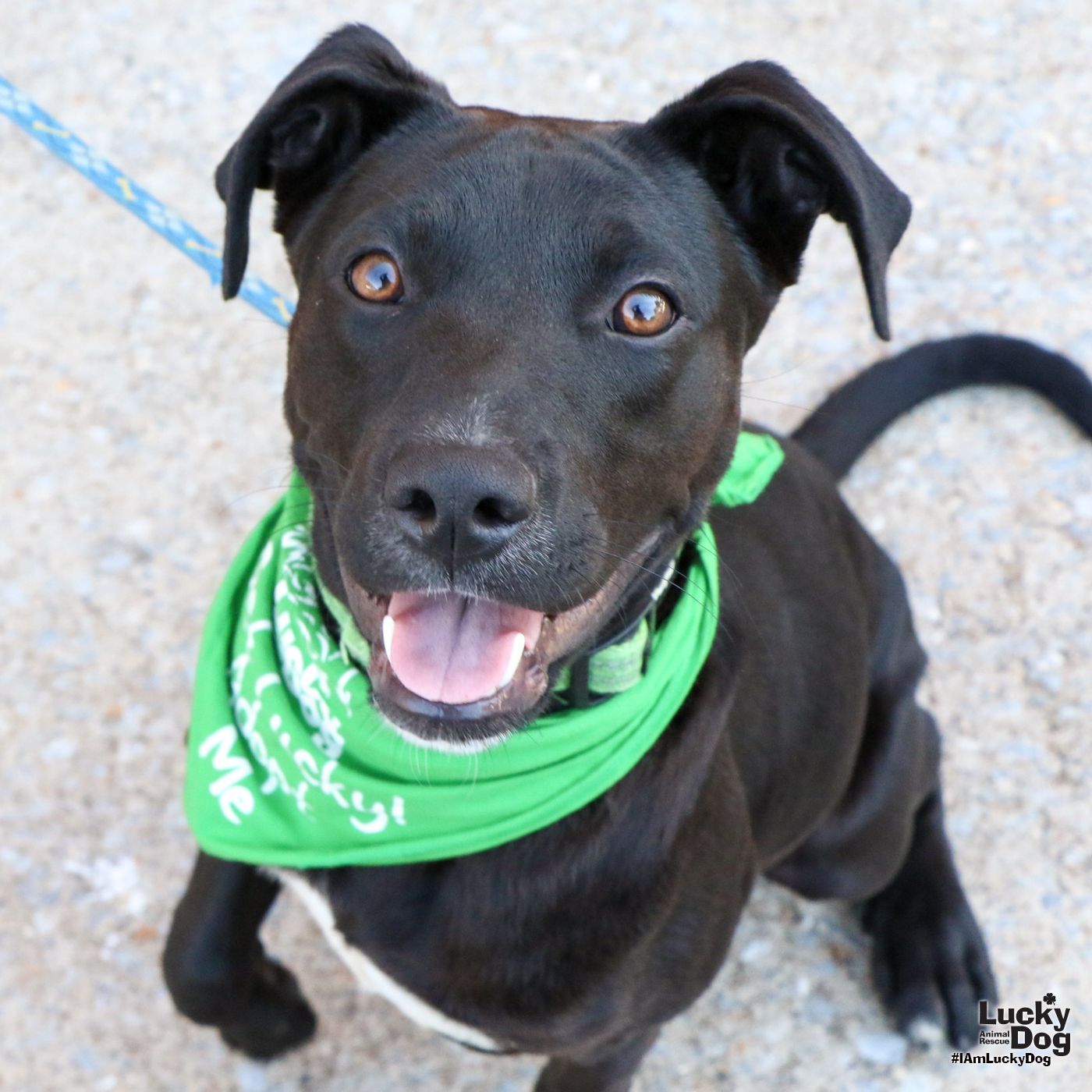 Adopt | Lucky Dog Animal Rescue