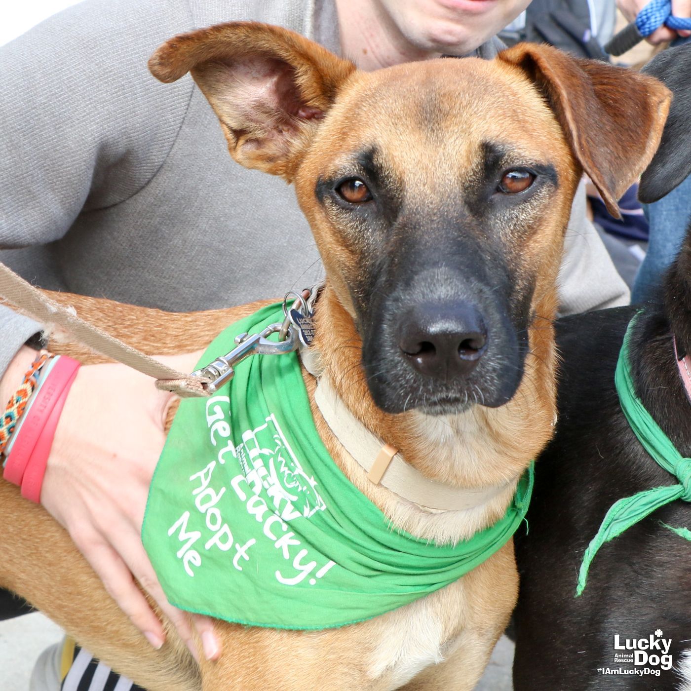 Adopt | Lucky Dog Animal Rescue