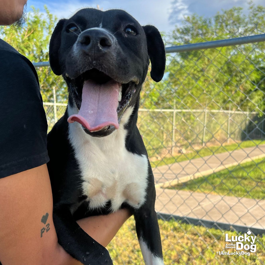 Adopt | Lucky Dog Animal Rescue