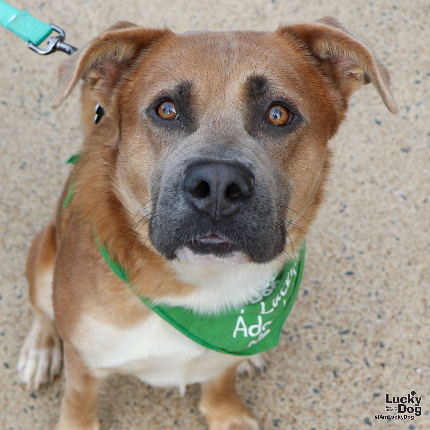 Adopt | Lucky Dog Animal Rescue