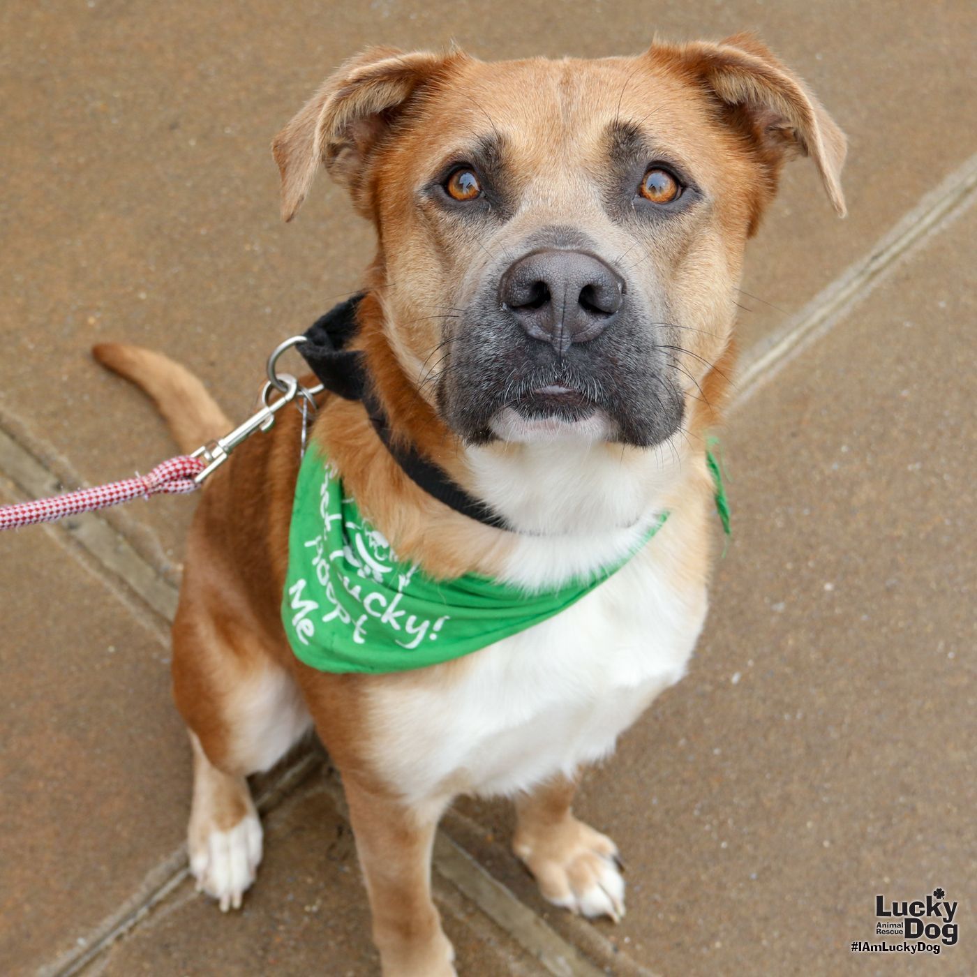 Adopt | Lucky Dog Animal Rescue