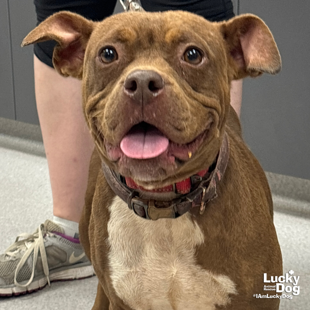 Adopt | Lucky Dog Animal Rescue
