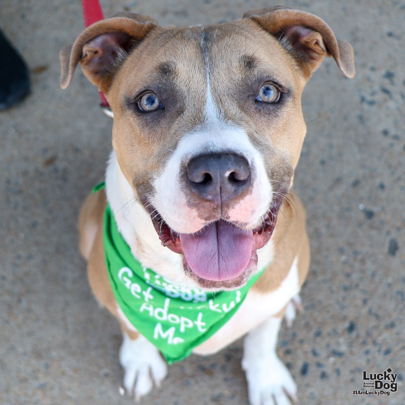 Adopt | Lucky Dog Animal Rescue