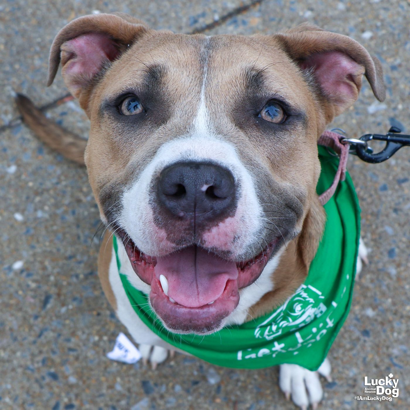 Adopt | Lucky Dog Animal Rescue