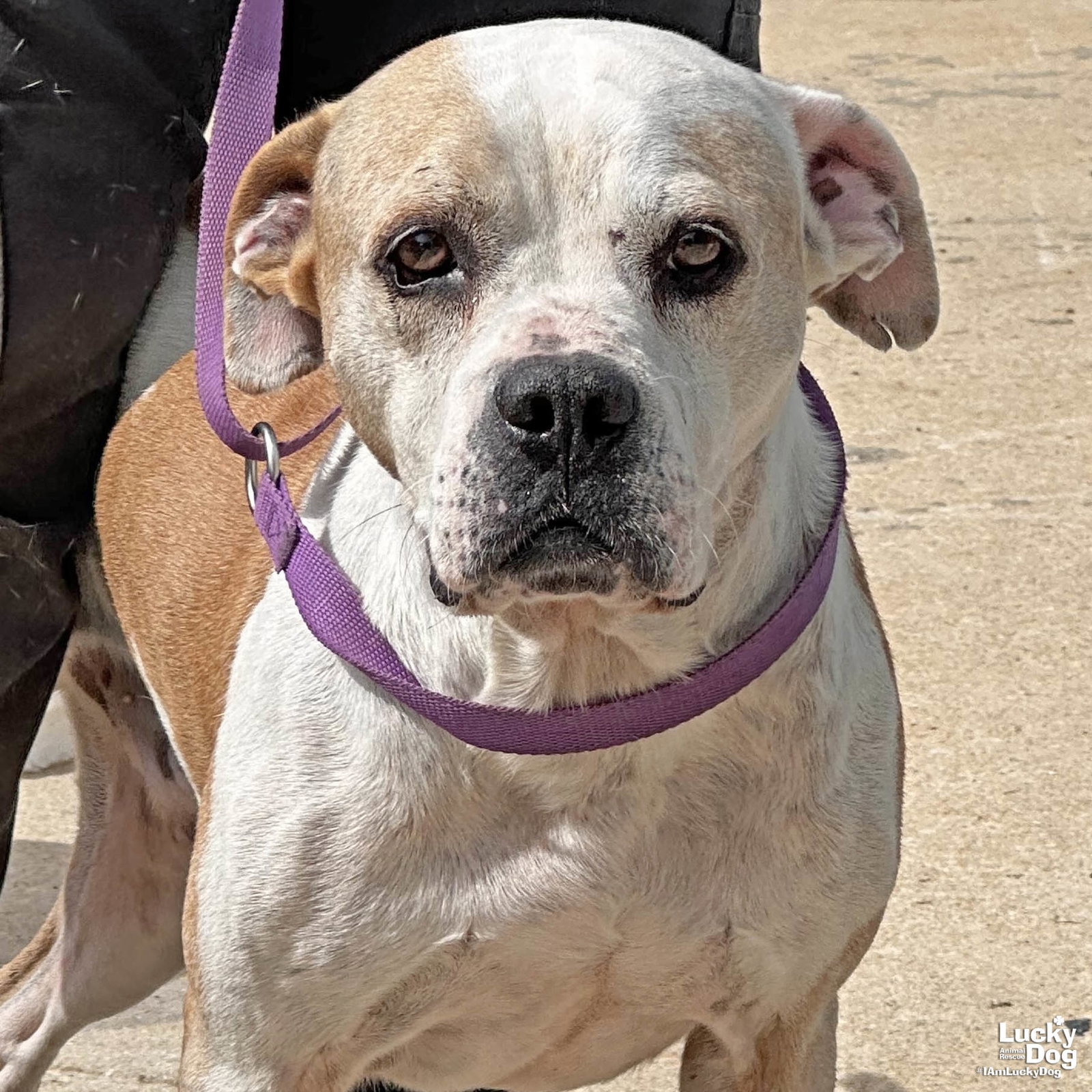 Adopt | Lucky Dog Animal Rescue