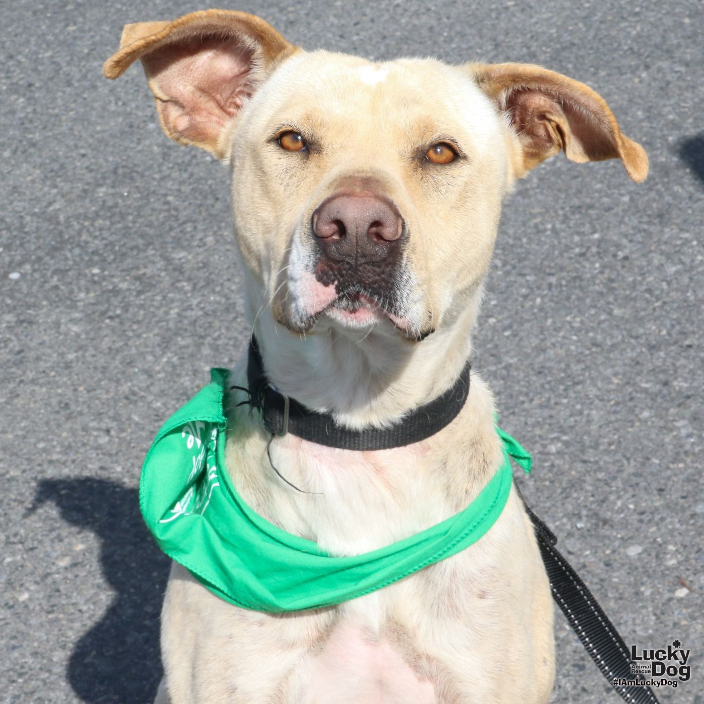 Adopt | Lucky Dog Animal Rescue