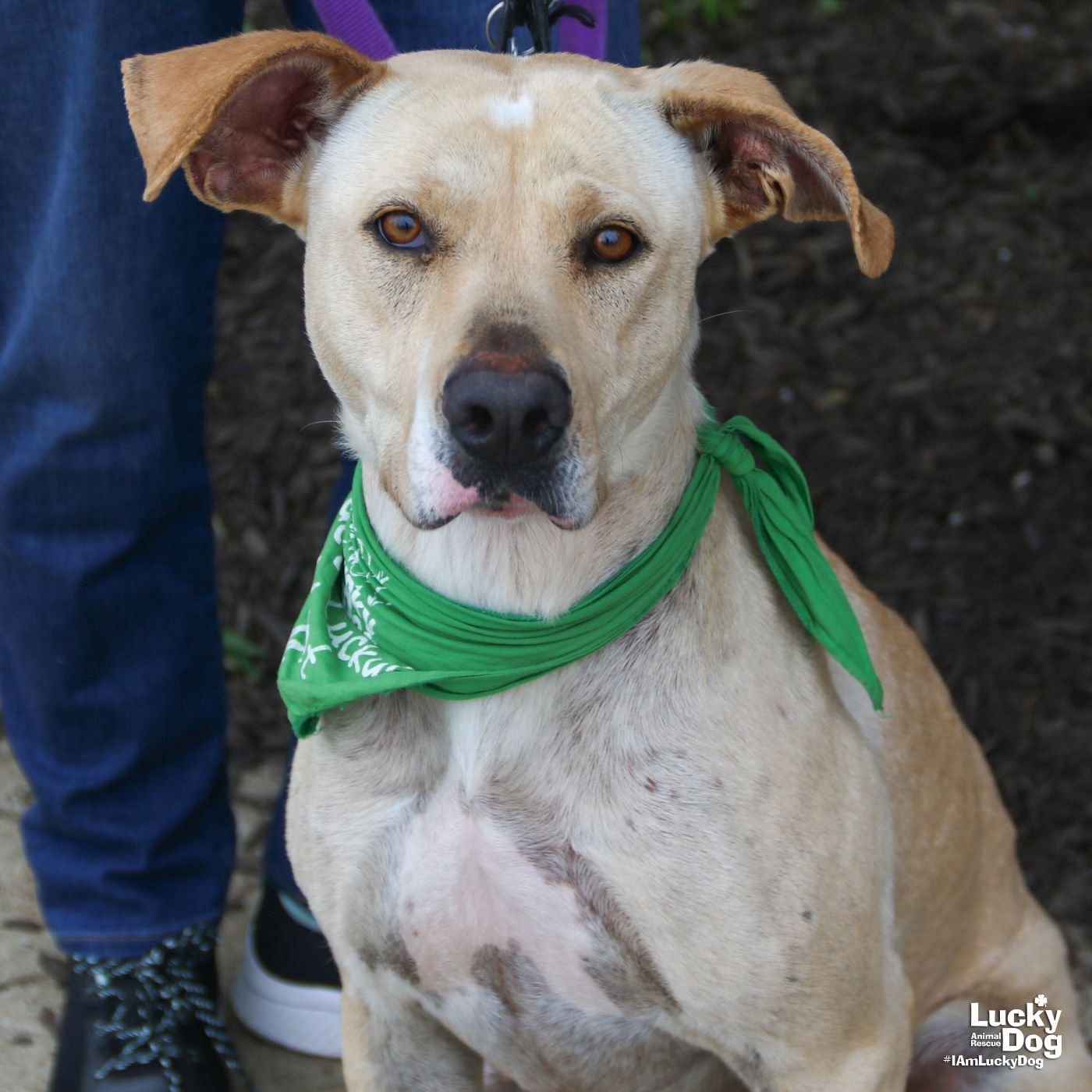 Adopt | Lucky Dog Animal Rescue