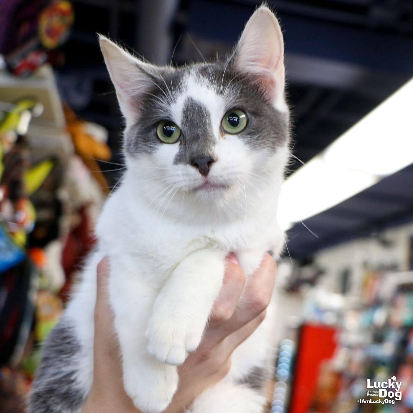 Adopt | Lucky Dog Animal Rescue