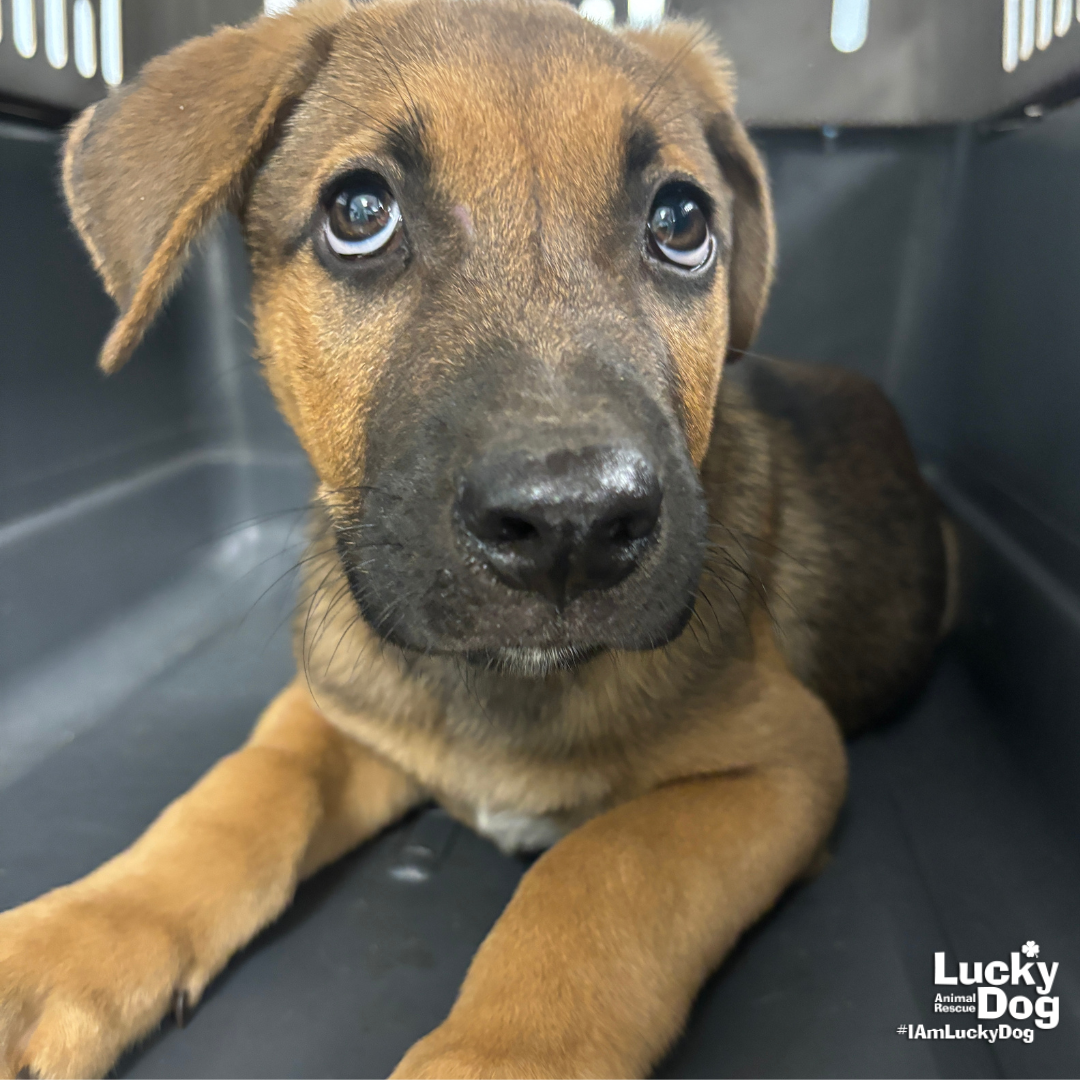 Adopt | Lucky Dog Animal Rescue