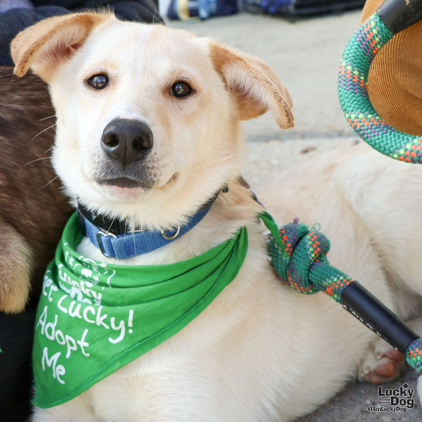 Adopt | Lucky Dog Animal Rescue