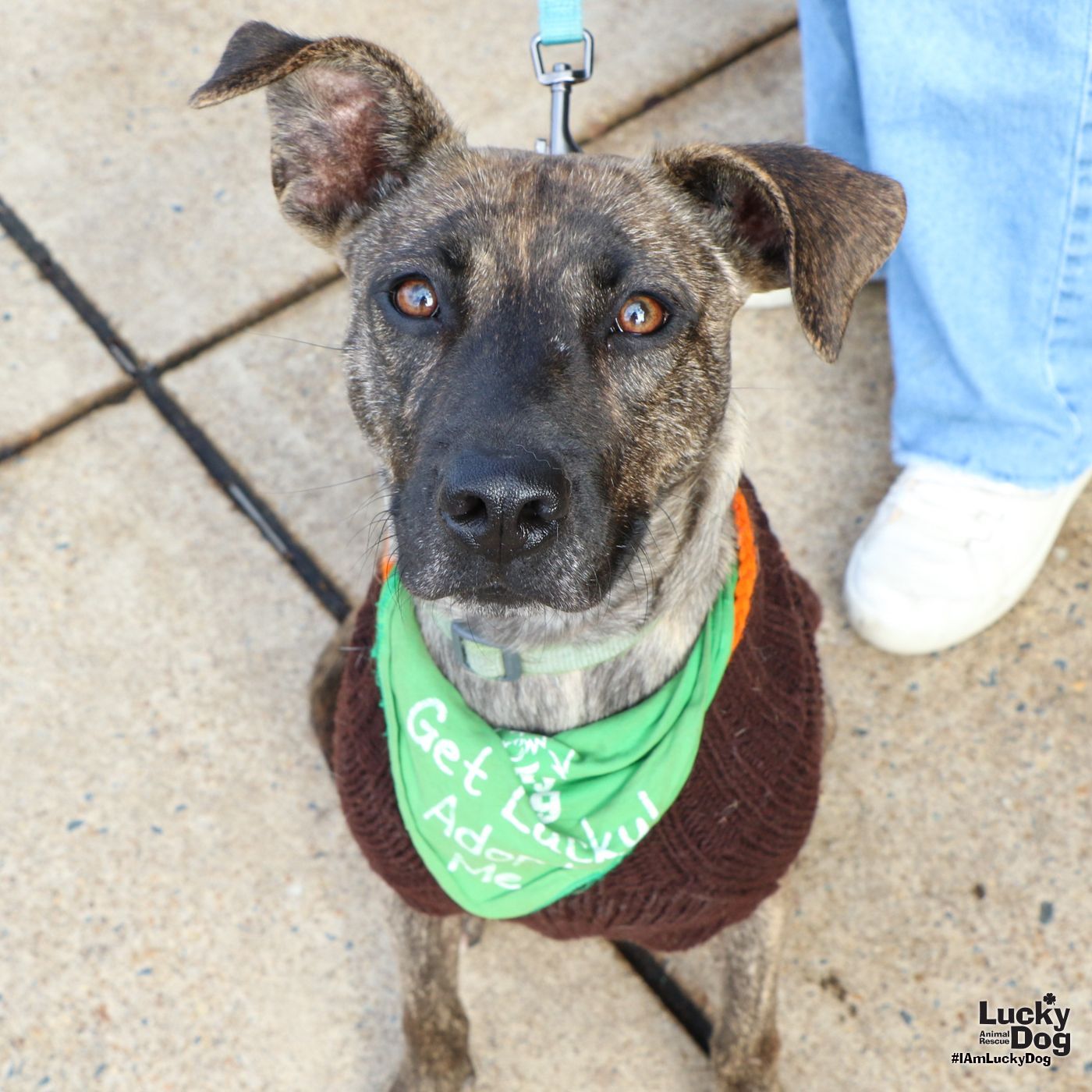 Adopt | Lucky Dog Animal Rescue