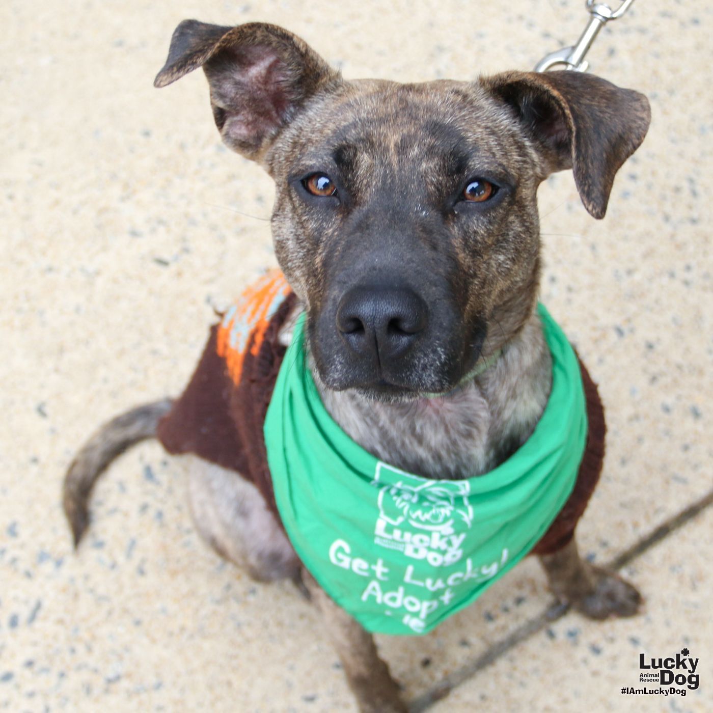 Adopt | Lucky Dog Animal Rescue