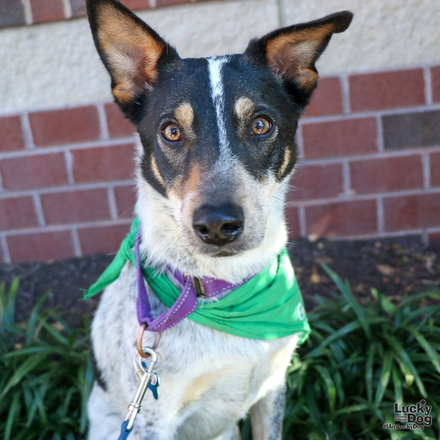 Adopt | Lucky Dog Animal Rescue