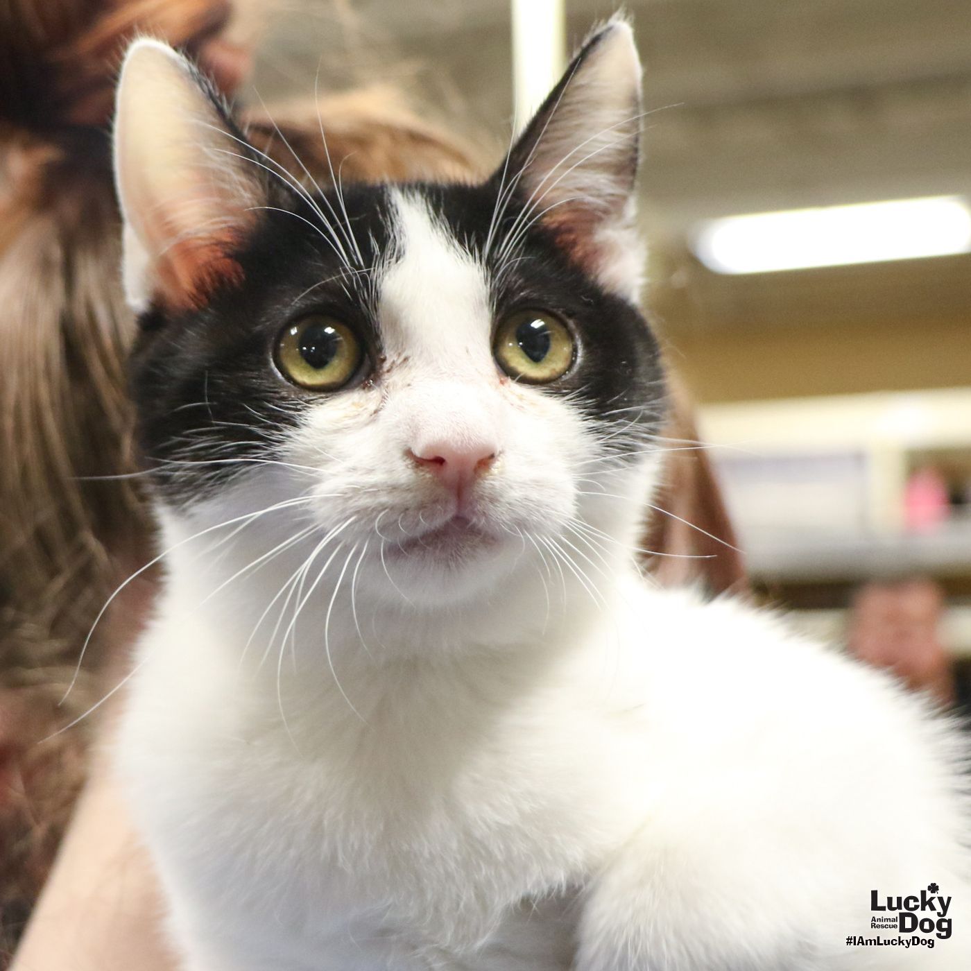 Adopt | Lucky Dog Animal Rescue