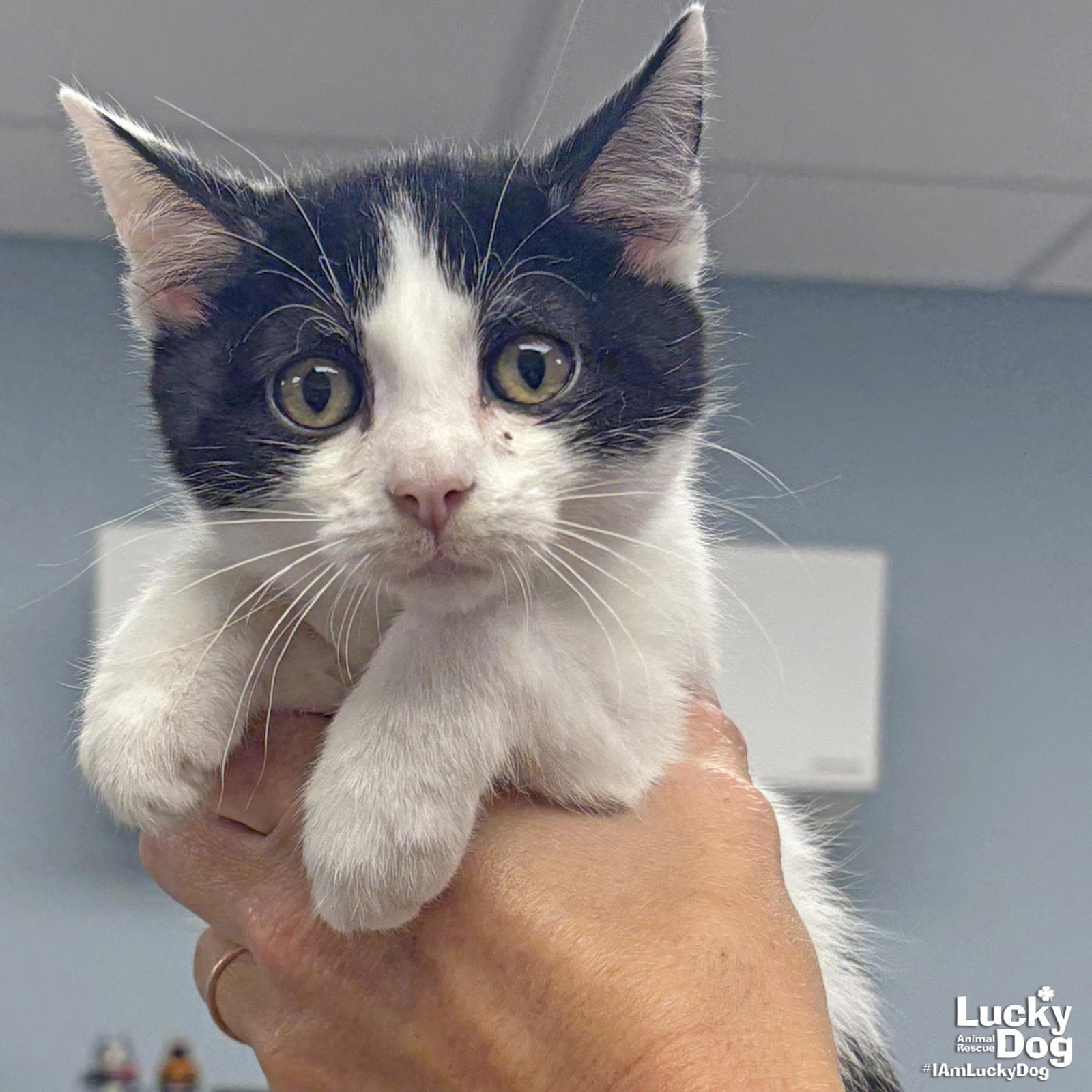 Adopt | Lucky Dog Animal Rescue