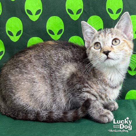 Adopt | Lucky Dog Animal Rescue