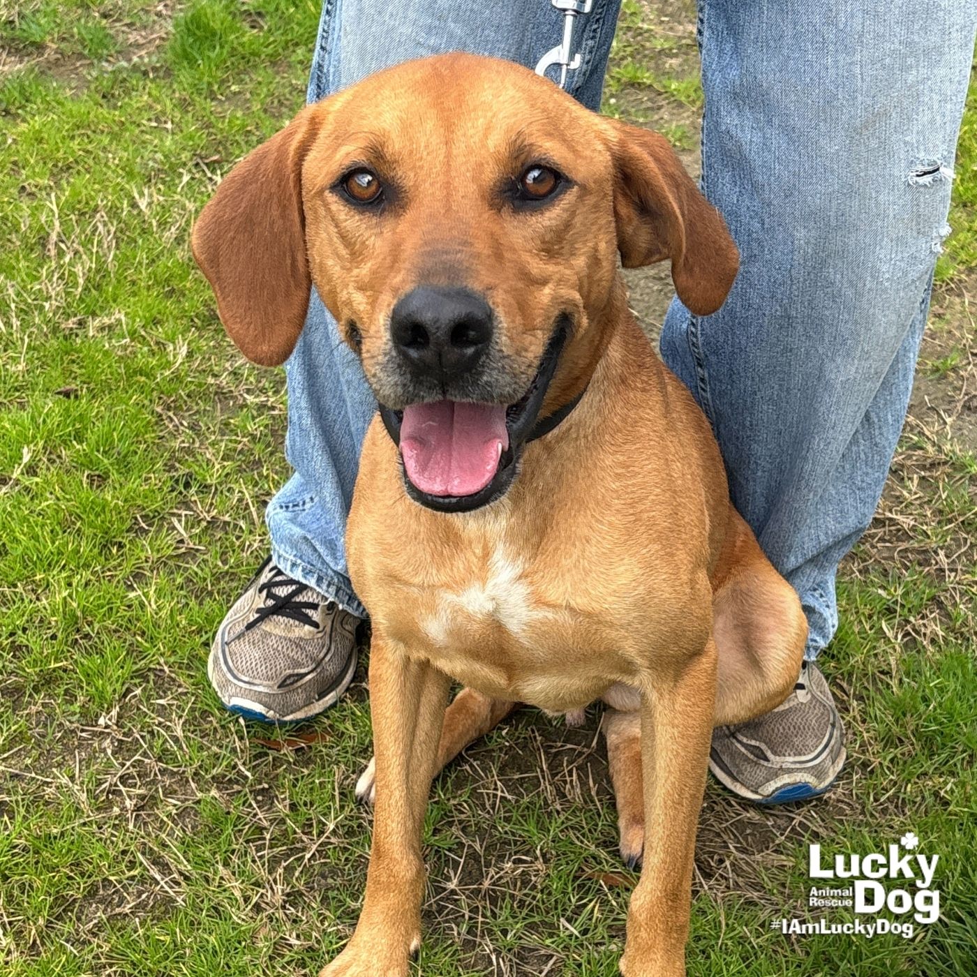 Adopt | Lucky Dog Animal Rescue