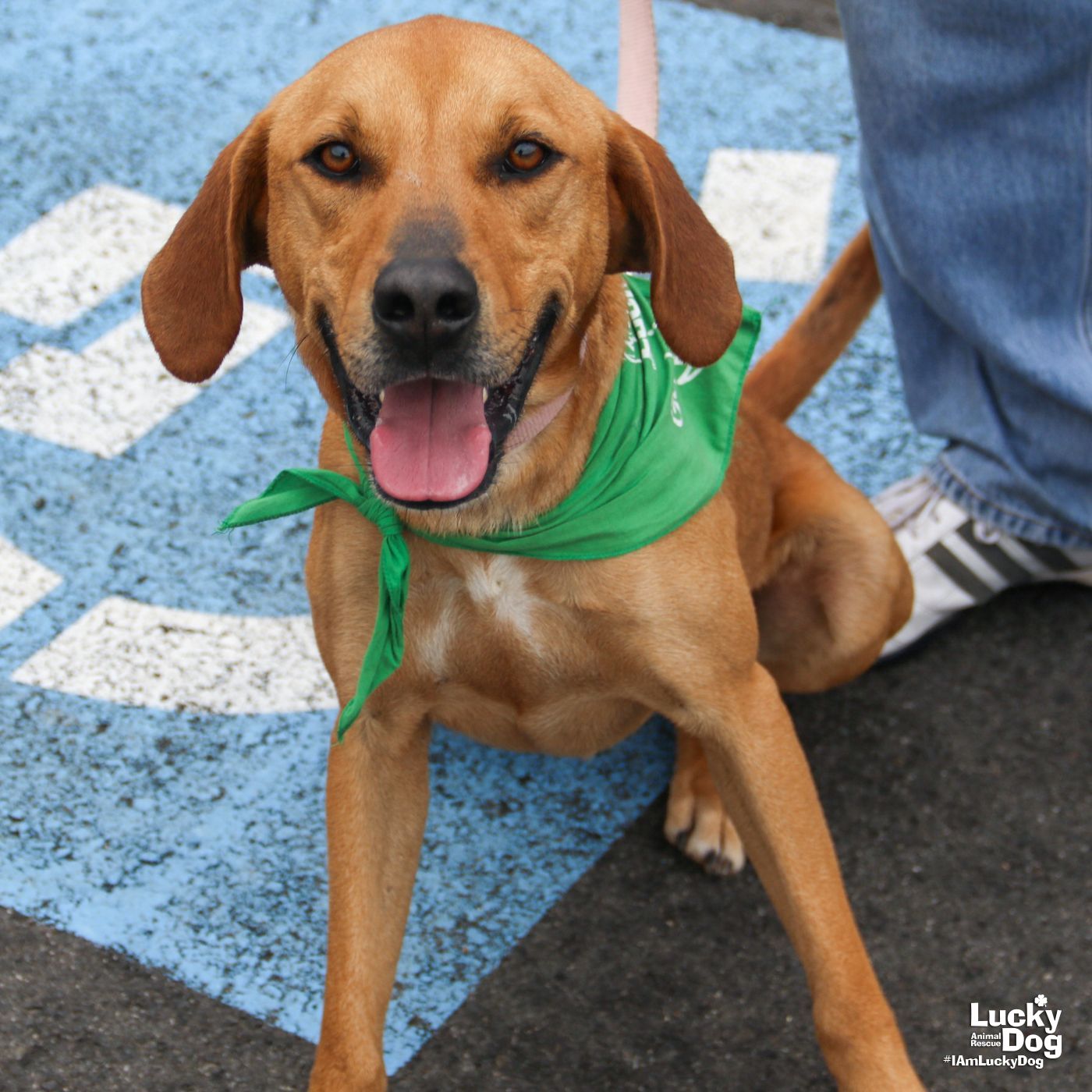 Adopt | Lucky Dog Animal Rescue