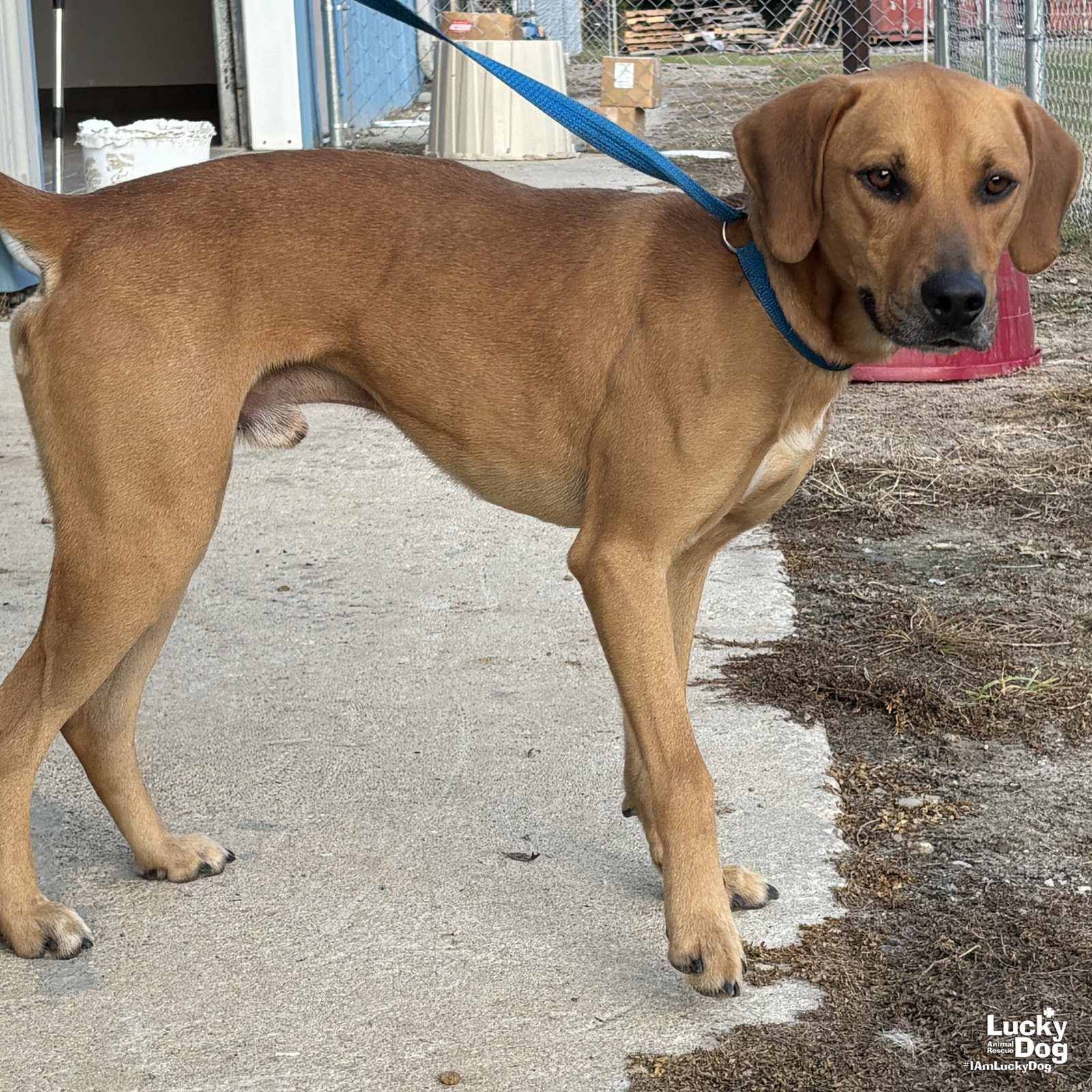 Adopt | Lucky Dog Animal Rescue