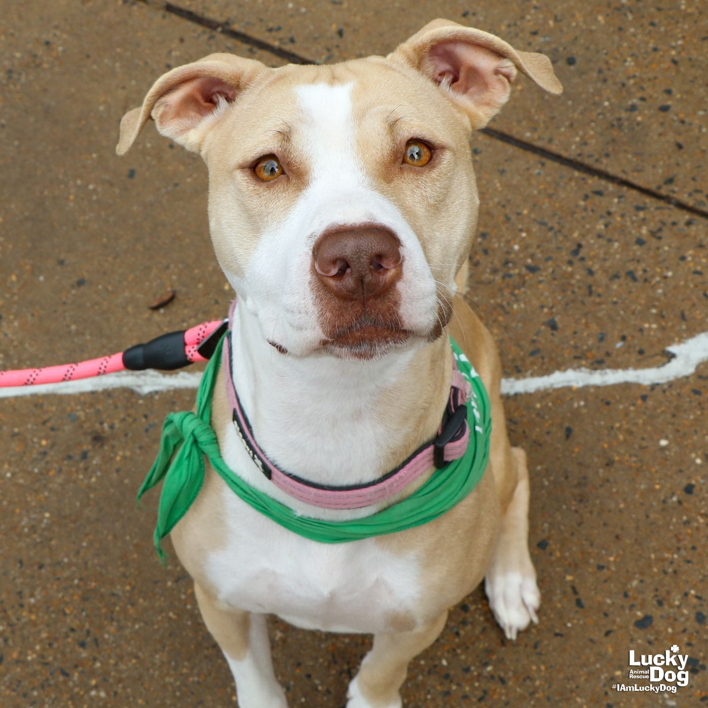 Adopt | Lucky Dog Animal Rescue