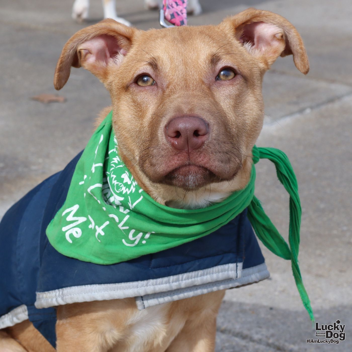 Adopt | Lucky Dog Animal Rescue