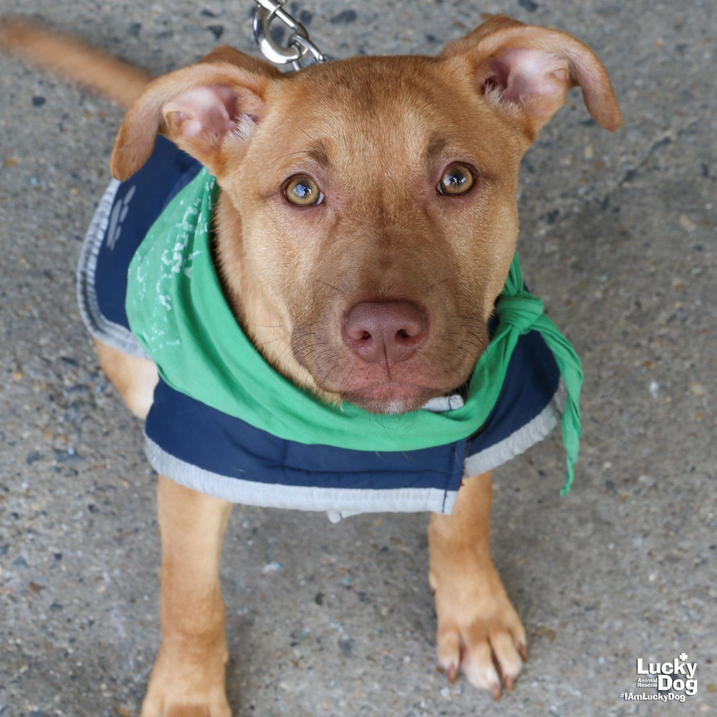 Adopt | Lucky Dog Animal Rescue