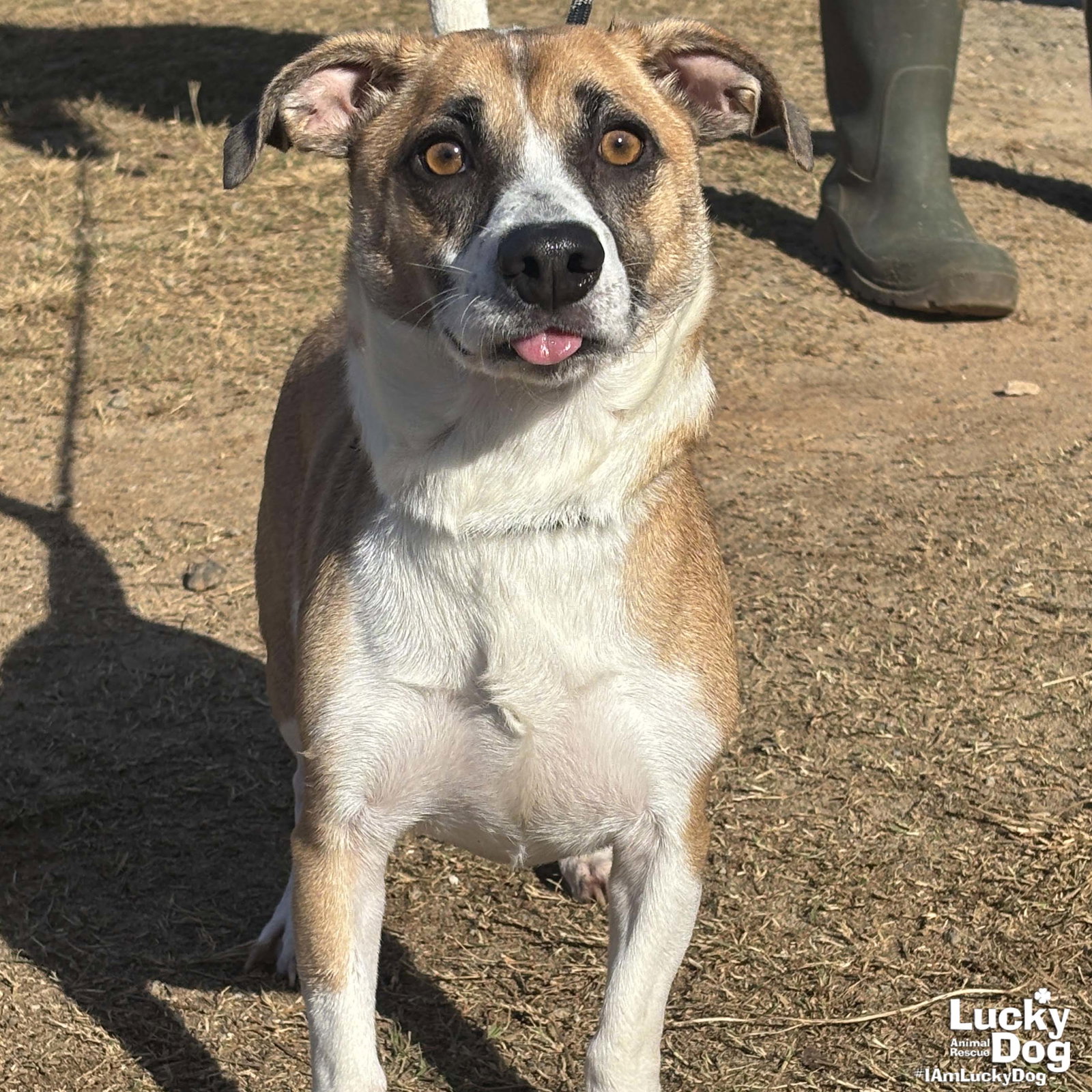 Adopt | Lucky Dog Animal Rescue