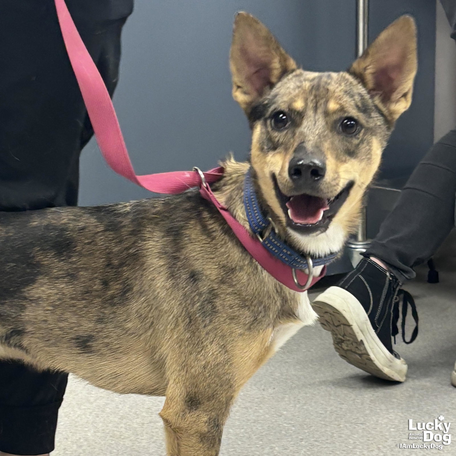 Adopt | Lucky Dog Animal Rescue