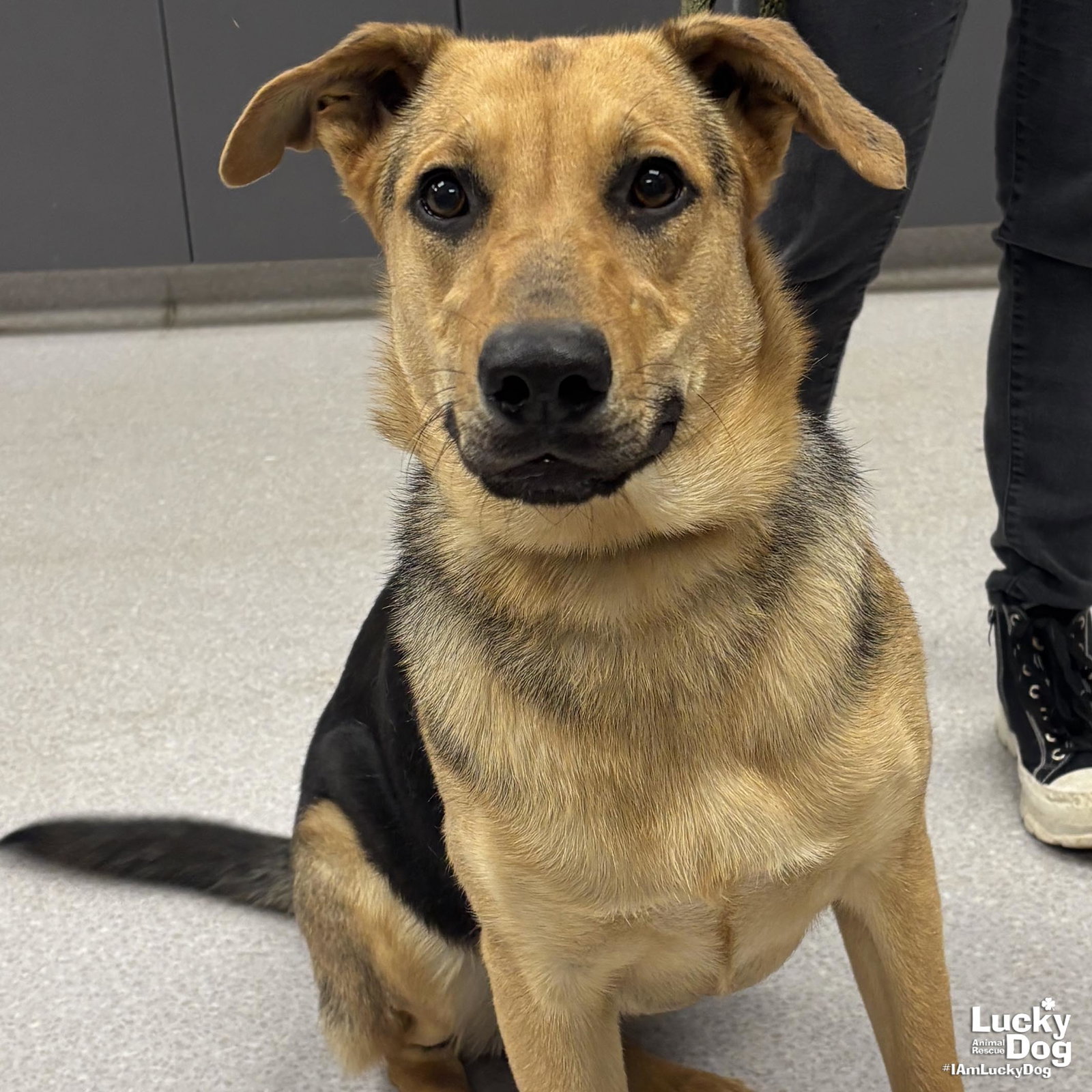 Adopt | Lucky Dog Animal Rescue