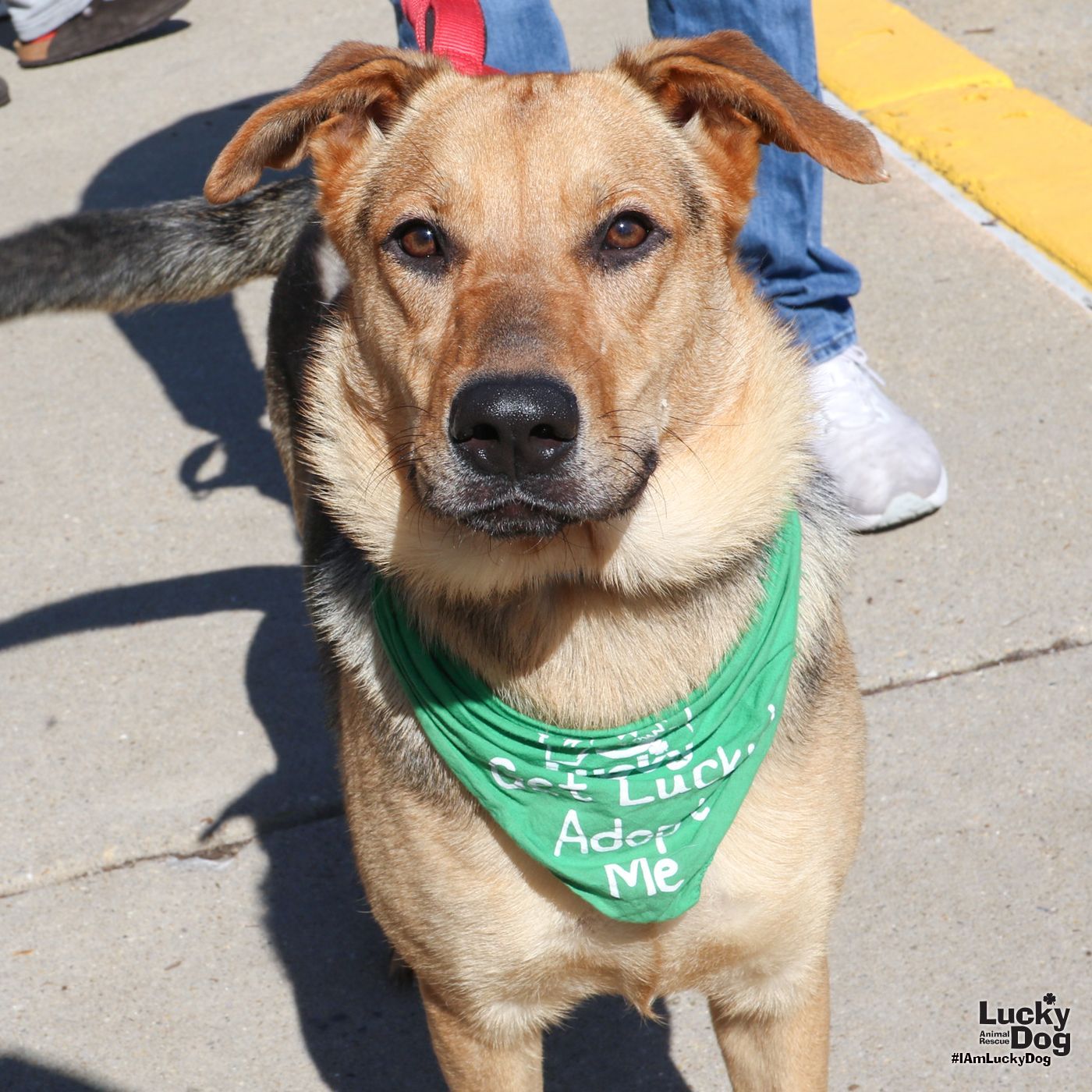 Adopt | Lucky Dog Animal Rescue