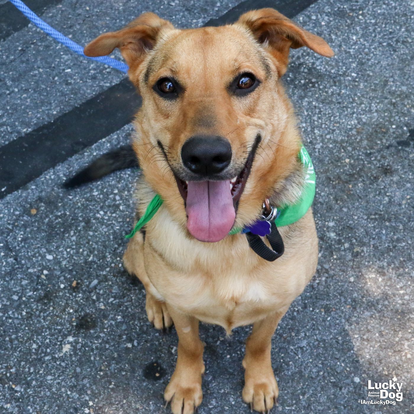 Adopt | Lucky Dog Animal Rescue